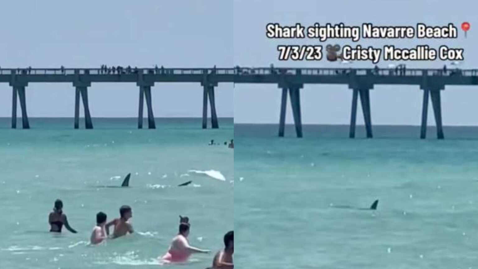 Viral Video Shows Sharks Prowling Water Among Florida Beachgoers