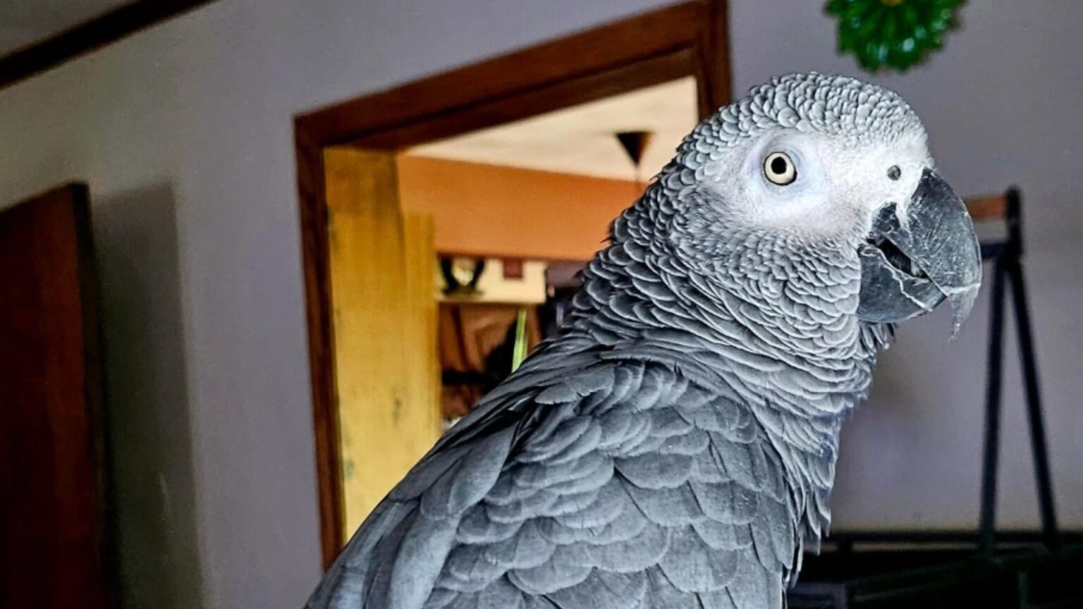 Parrot Helps Lead Police to Killer by Repeating Conversation